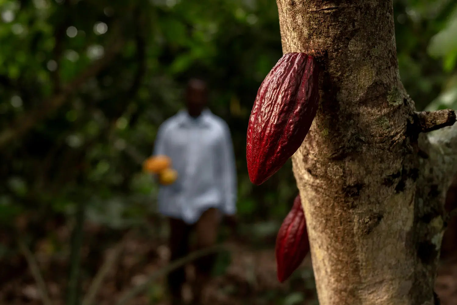 Conoce el Viaje Mágico del Cacao Hasta Convertirse en Chocolate – Magno ...